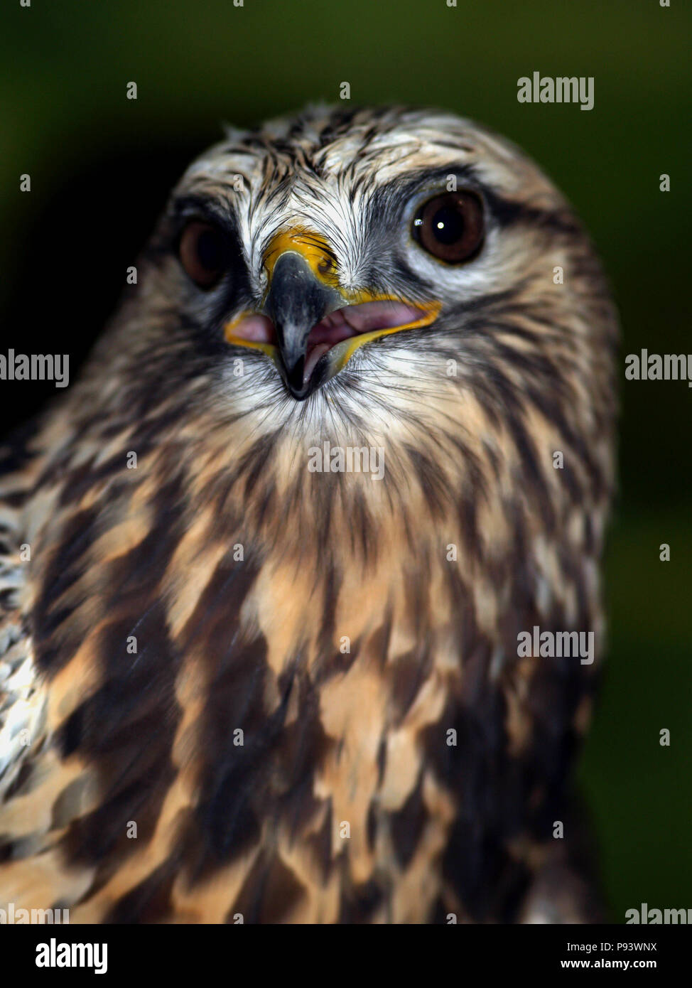 raptor owl eagle hawk kite vulture peregrine kestrel falconry falcon ...