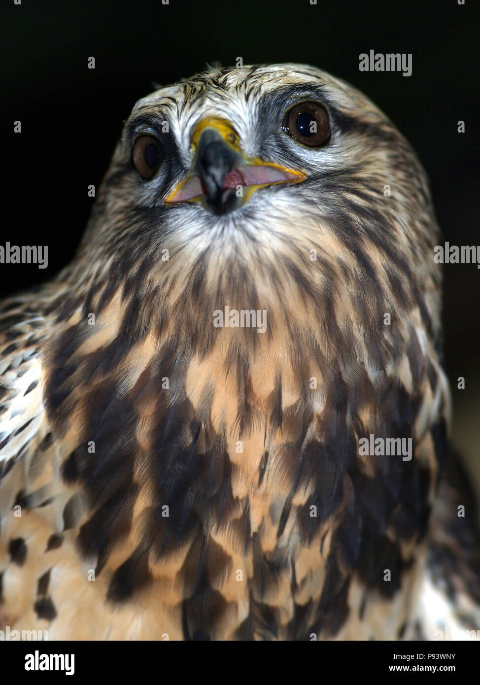 raptor owl eagle hawk kite vulture peregrine kestrel falconry falcon ...