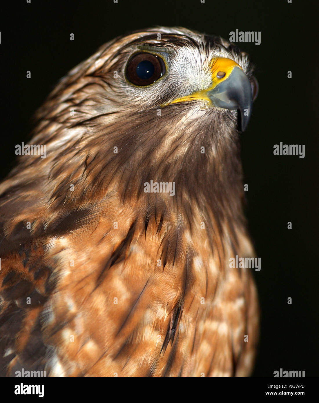 raptor owl eagle hawk kite vulture peregrine kestrel falconry falcon ...
