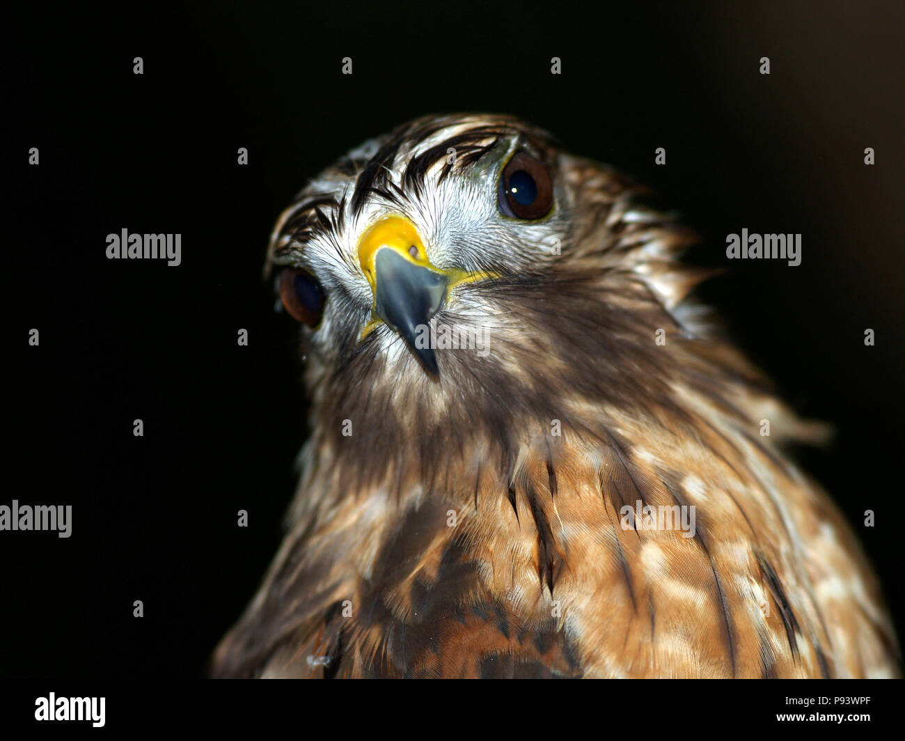 raptor owl eagle hawk kite vulture peregrine kestrel falconry falcon ...