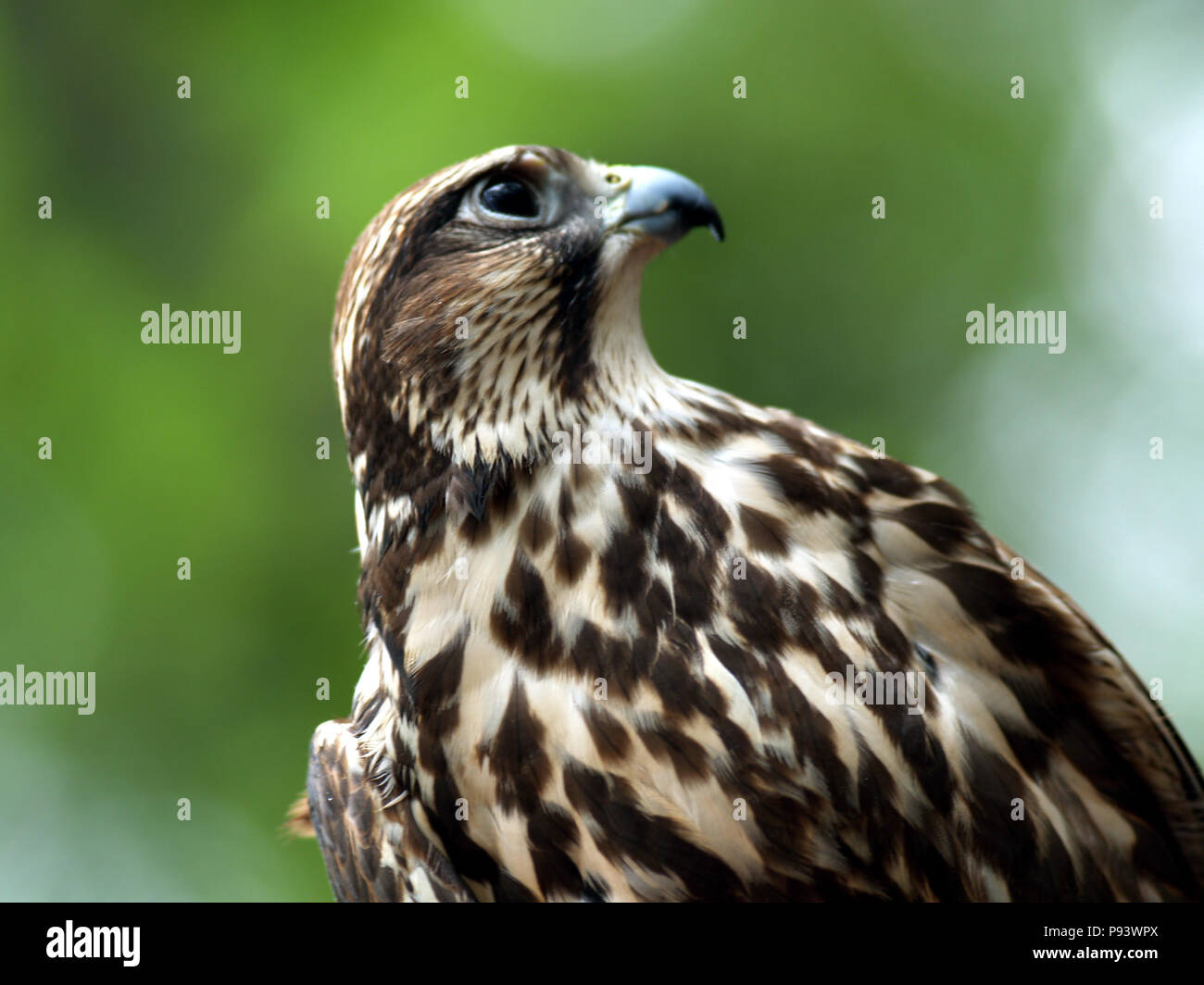 raptor owl eagle hawk kite vulture peregrine kestrel falconry falcon ...