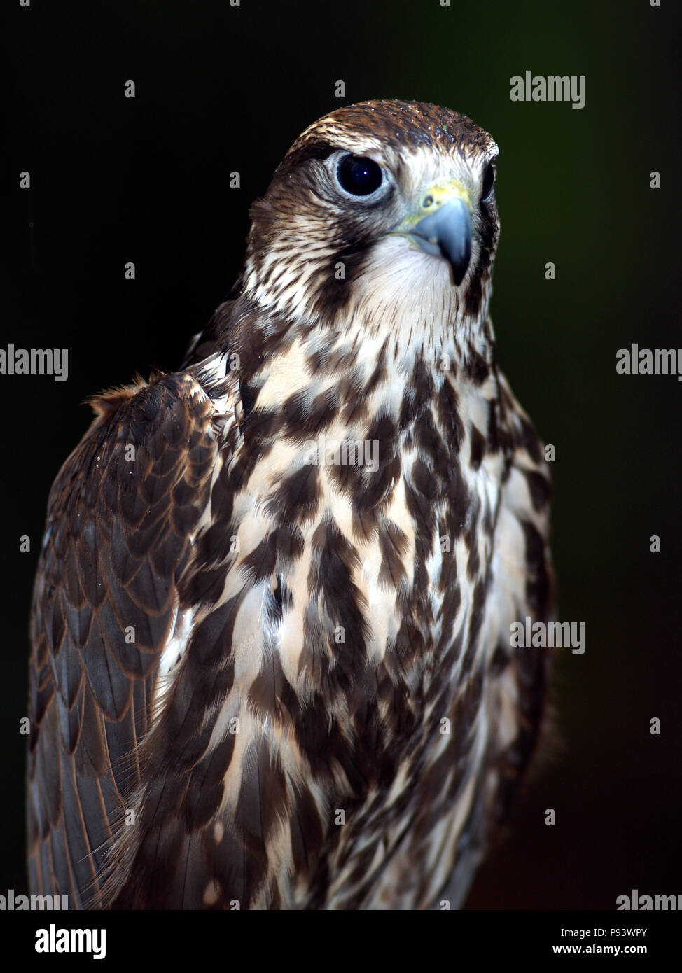 raptor owl eagle hawk kite vulture peregrine kestrel falconry falcon ...