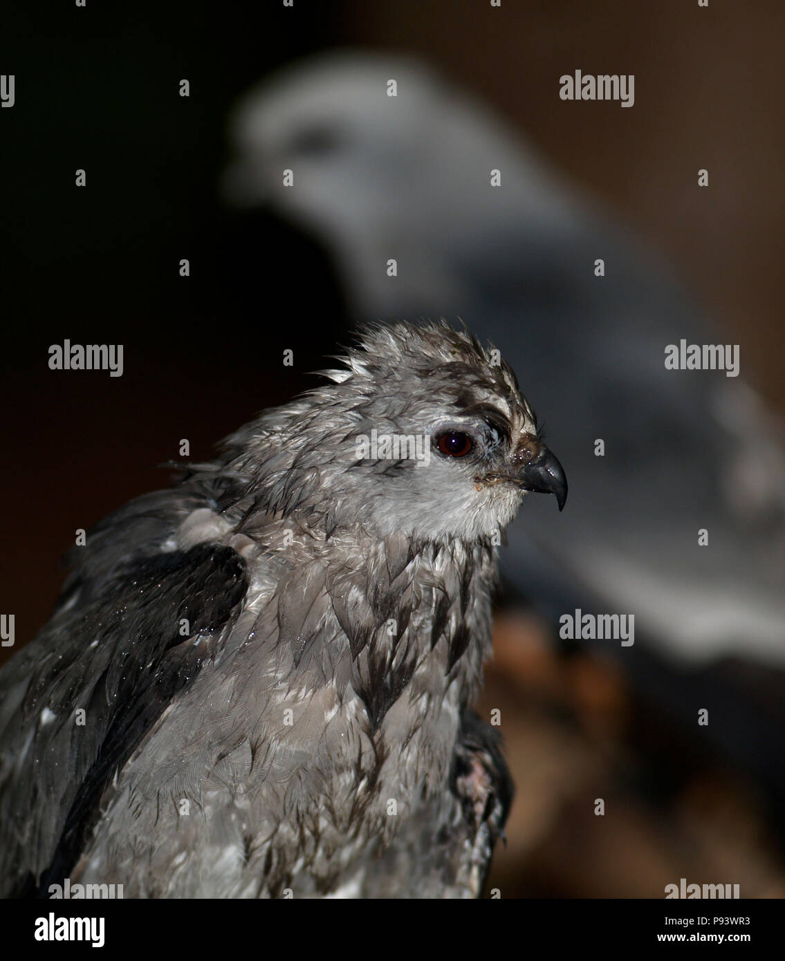 raptor owl eagle hawk kite vulture peregrine kestrel falconry falcon ...