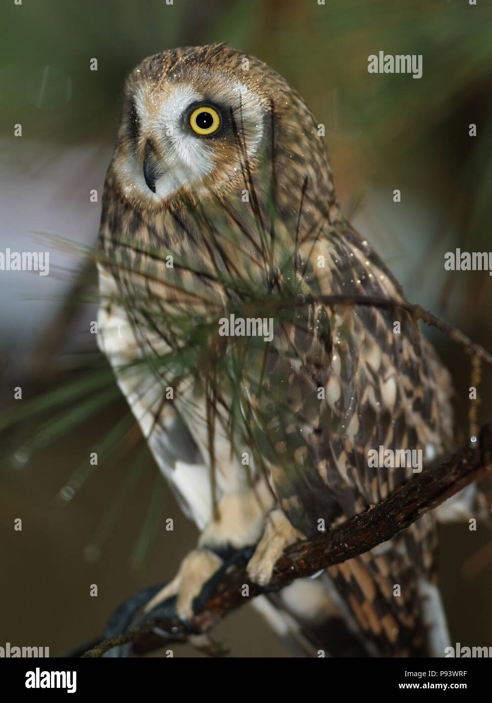 raptor owl eagle hawk kite vulture Stock Photo - Alamy