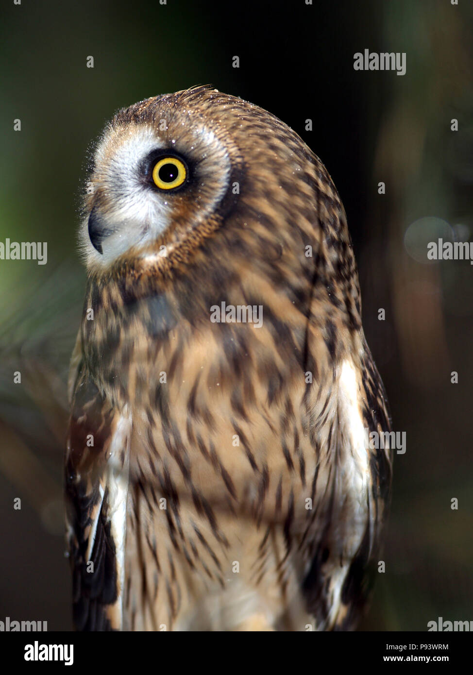 raptor owl eagle hawk kite vulture Stock Photo - Alamy