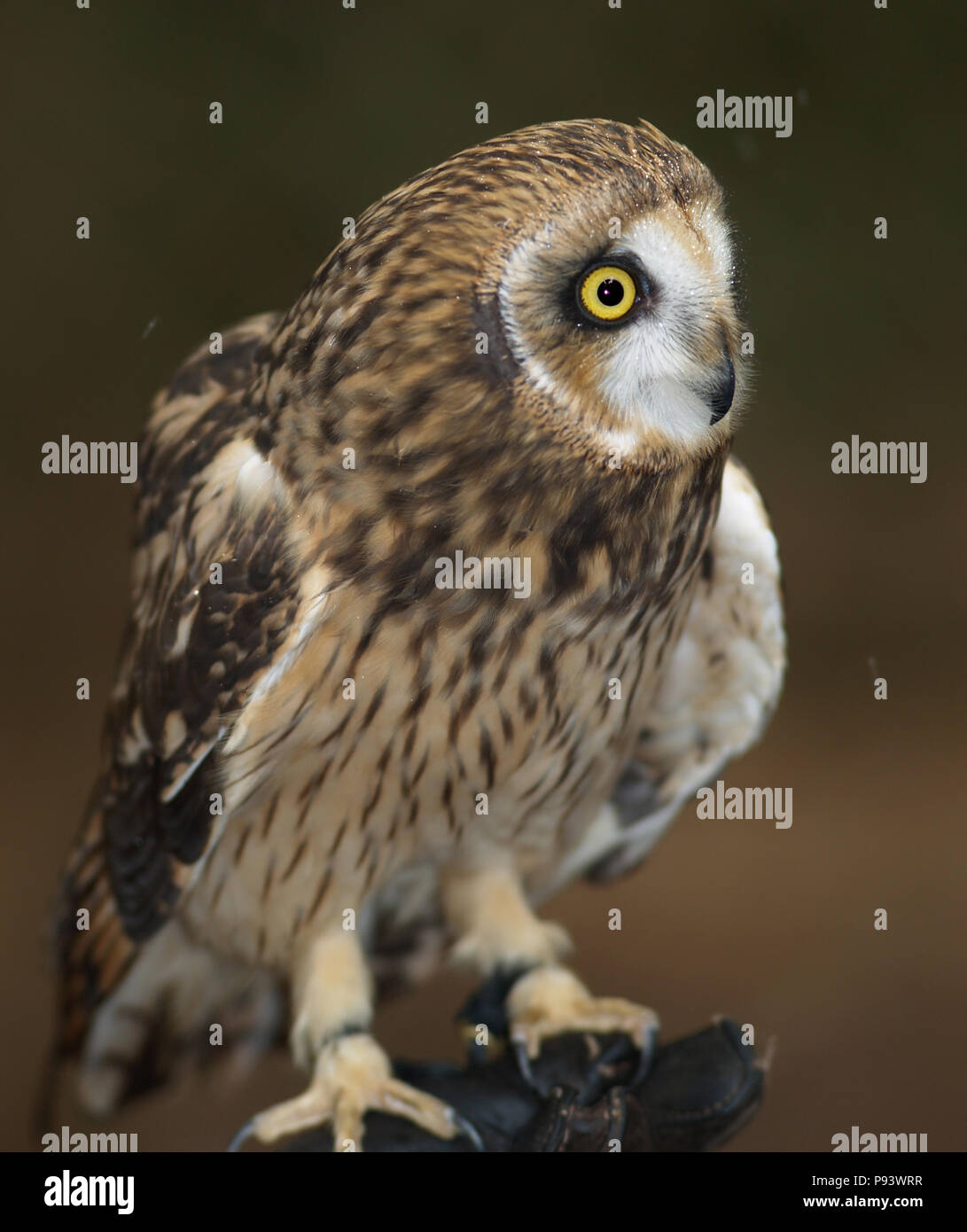 raptor owl eagle hawk kite vulture Stock Photo - Alamy