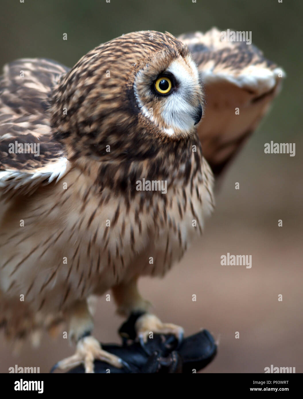 raptor owl eagle hawk kite vulture Stock Photo - Alamy