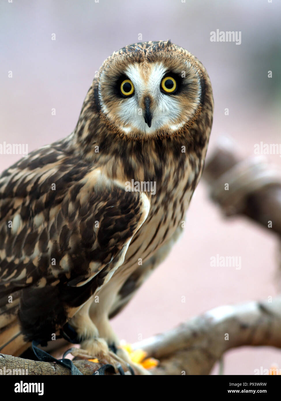 raptor owl eagle hawk kite vulture Stock Photo - Alamy