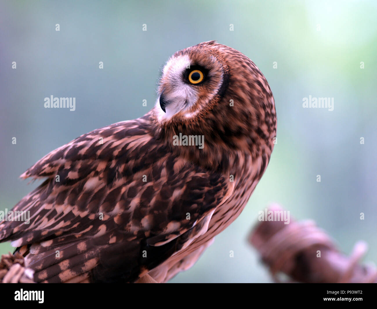 raptor owl eagle hawk kite vulture Stock Photo - Alamy