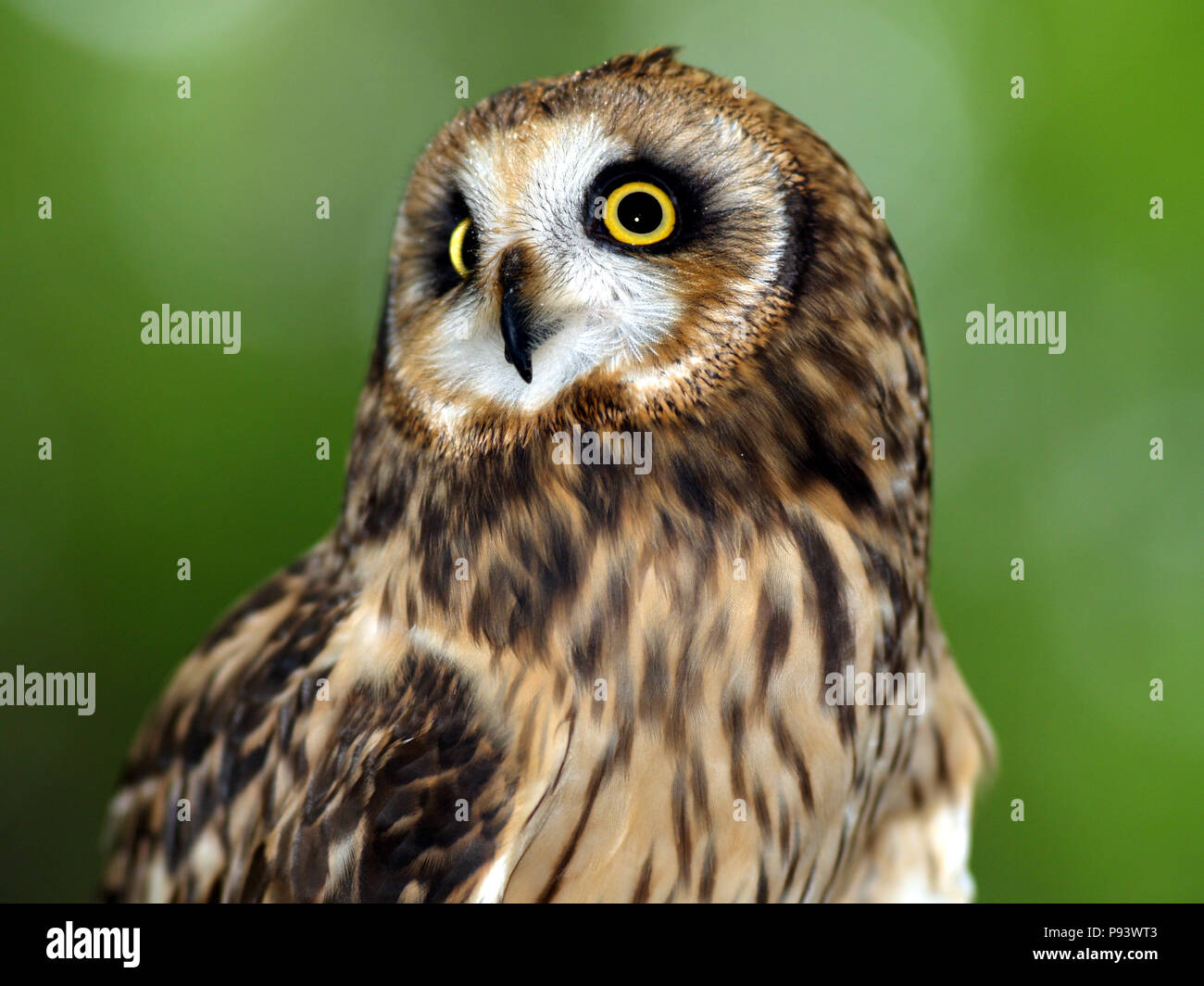 raptor owl eagle hawk kite vulture Stock Photo - Alamy