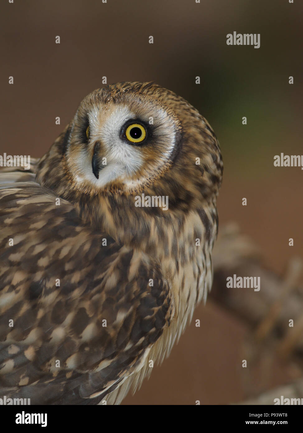 raptor owl eagle hawk kite vulture Stock Photo - Alamy