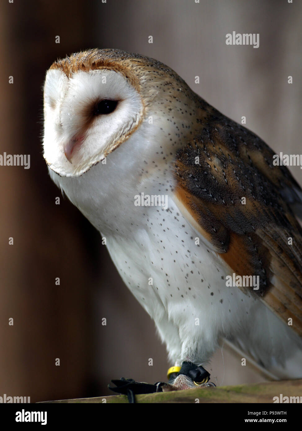raptor owl eagle hawk kite vulture Stock Photo - Alamy