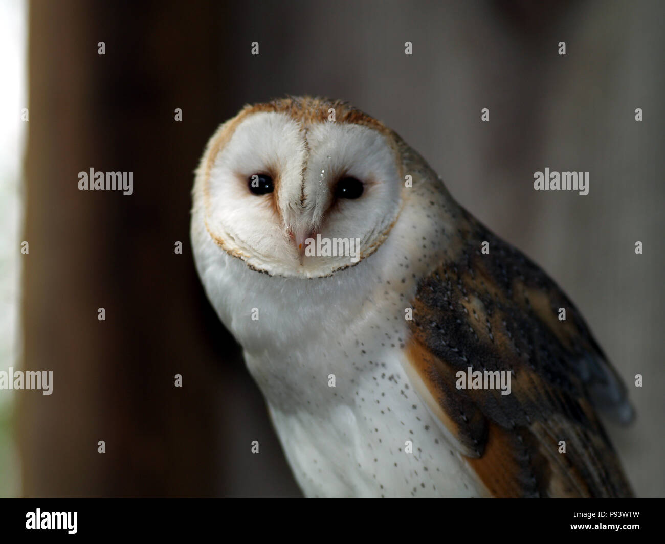 Vulture owl hi-res stock photography and images - Alamy