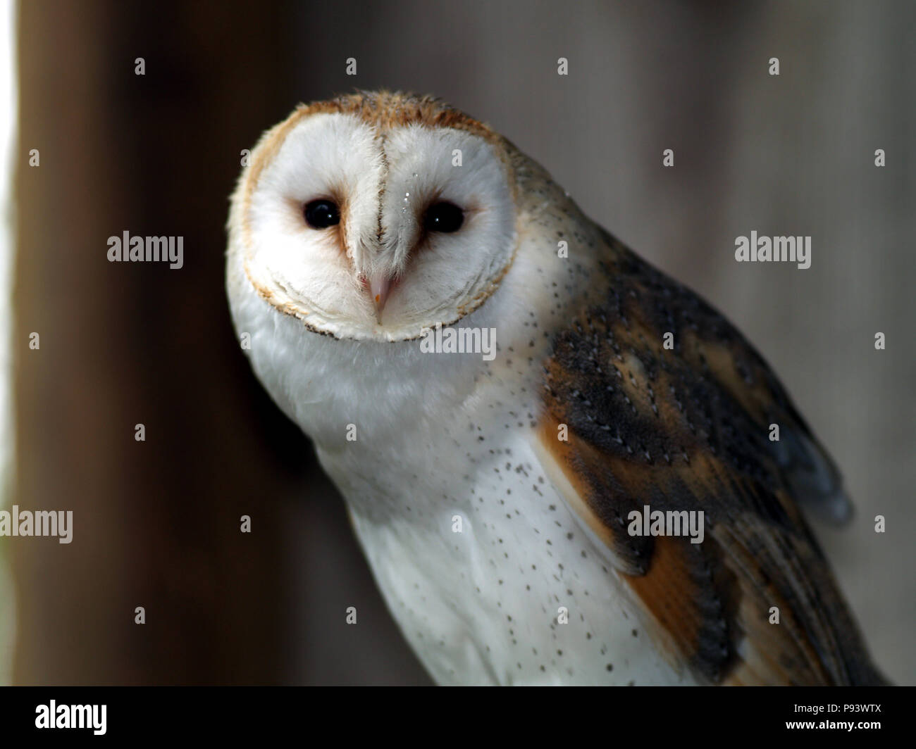 Raptor Pictures Owl California Raptor Center / School Of Veterinary