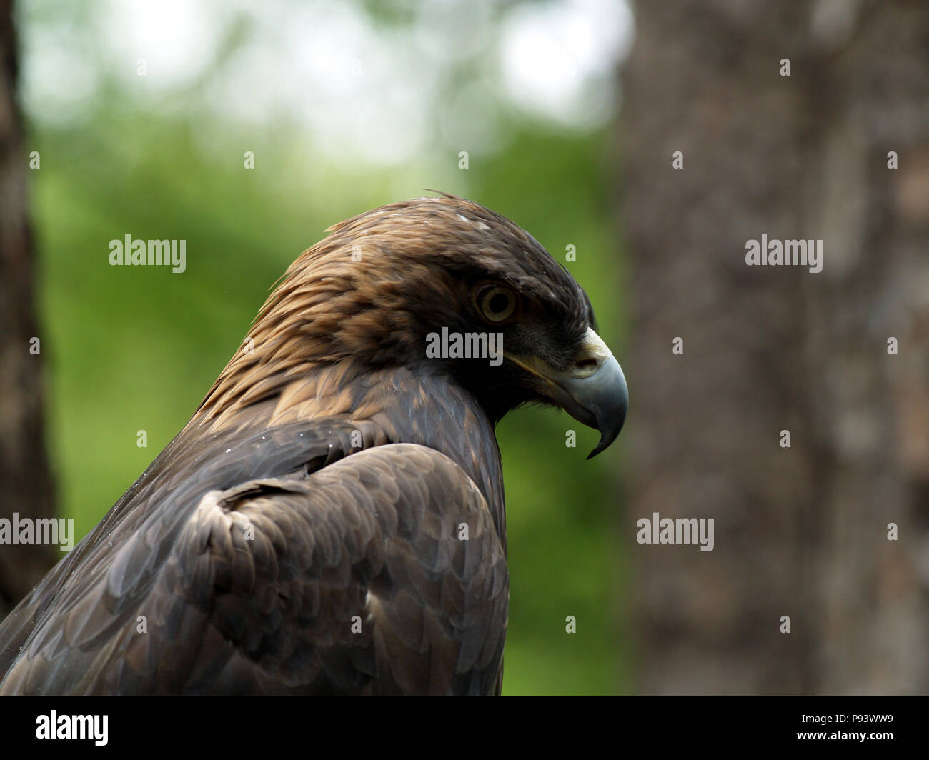 raptor owl eagle hawk kite vulture peregrine kestrel falconry falcon ...