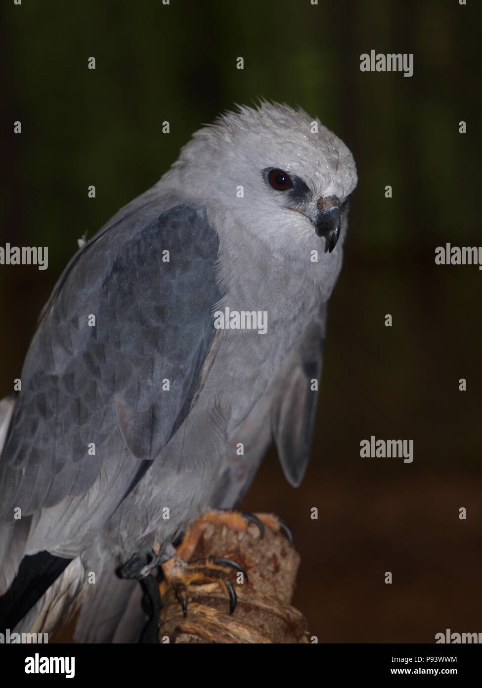 raptor owl eagle hawk kite vulture peregrine kestrel falconry falcon ...