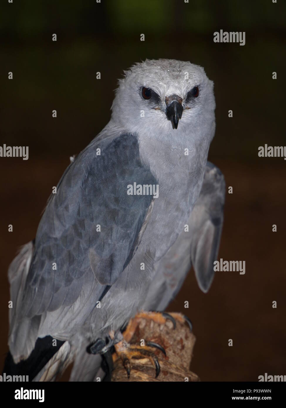 raptor owl eagle hawk kite vulture peregrine kestrel falconry falcon ...