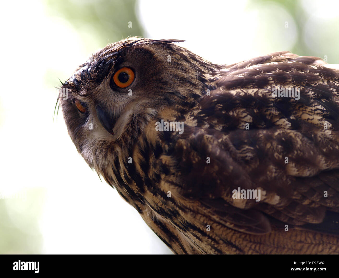 raptor owl eagle hawk kite vulture Stock Photo - Alamy