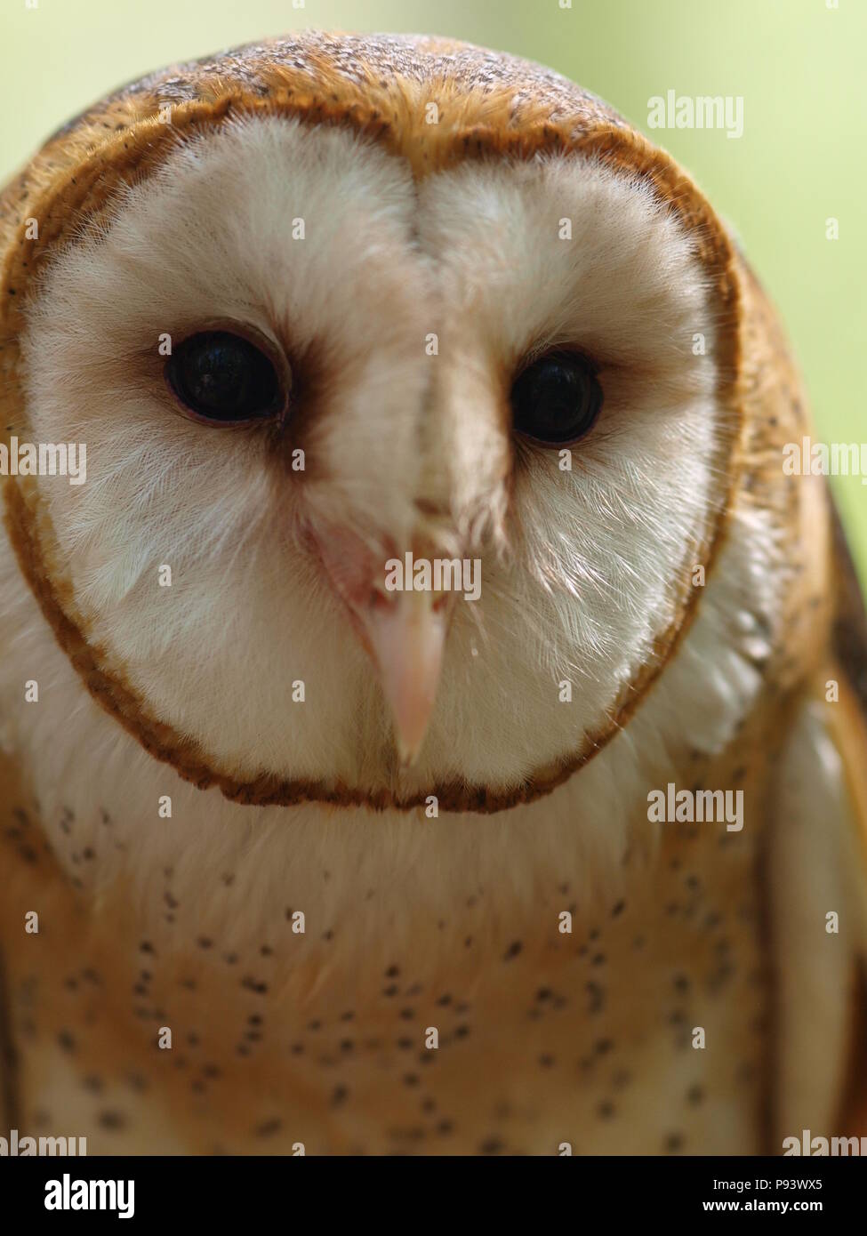 raptor owl eagle hawk kite vulture Stock Photo - Alamy