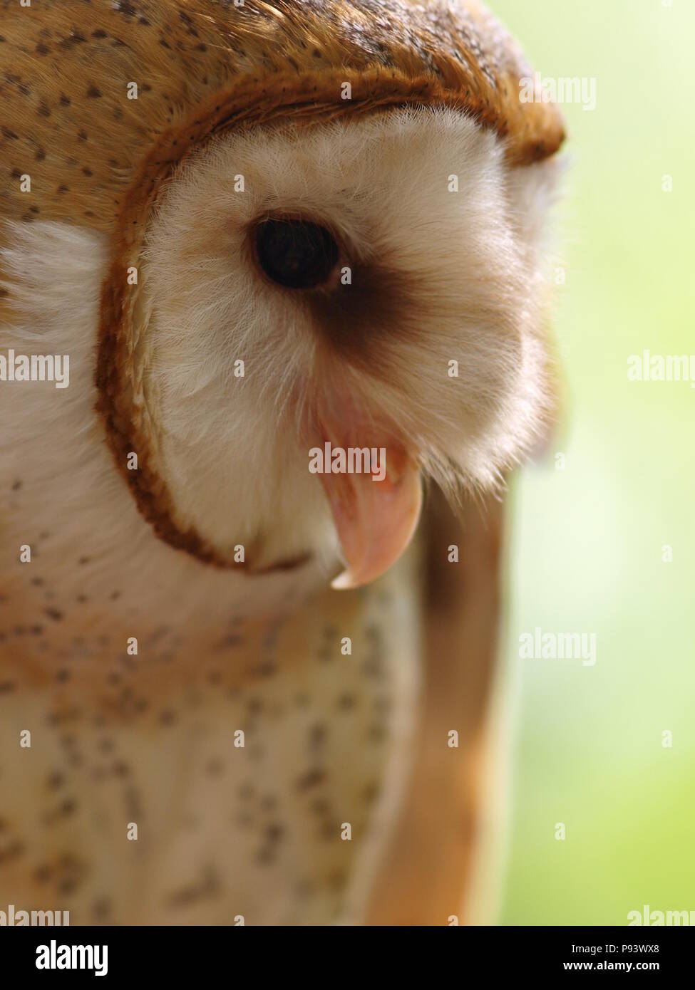 raptor owl eagle hawk kite vulture Stock Photo - Alamy