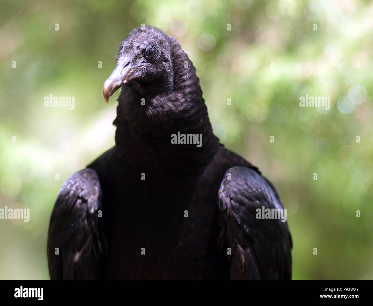 raptor owl eagle hawk kite vulture Stock Photo - Alamy