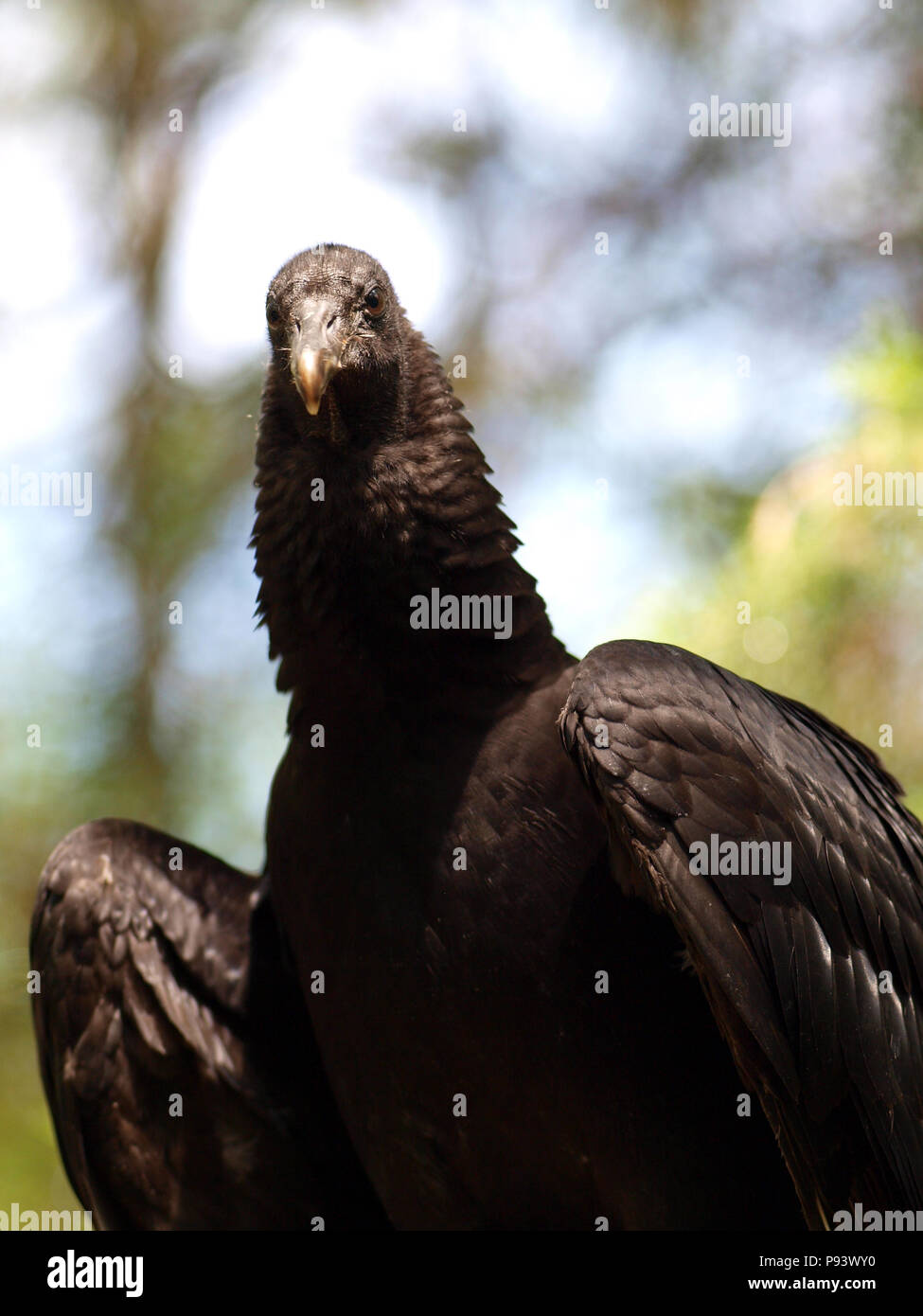 Raptor owl hi-res stock photography and images - Alamy