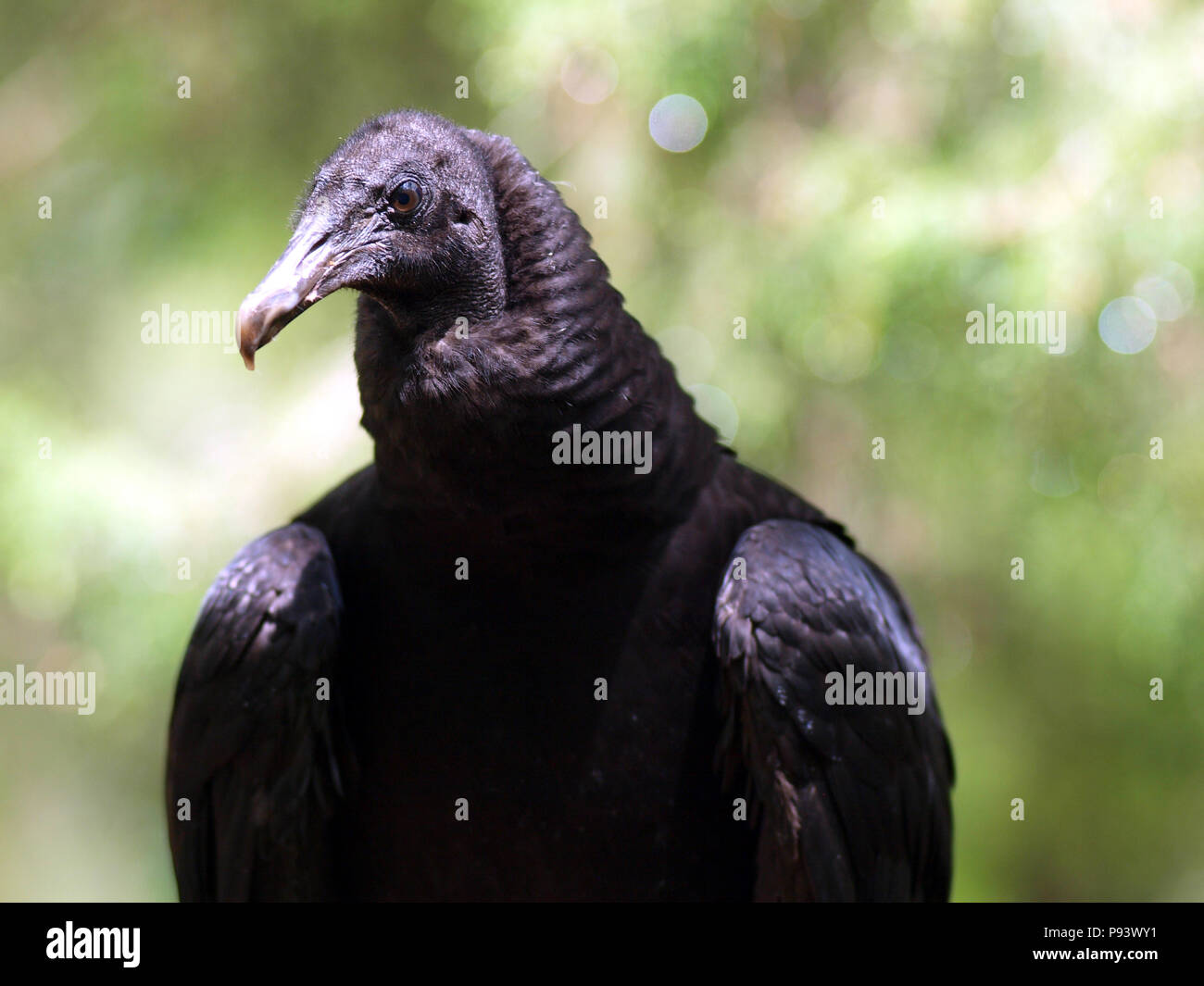 raptor owl eagle hawk kite vulture Stock Photo - Alamy