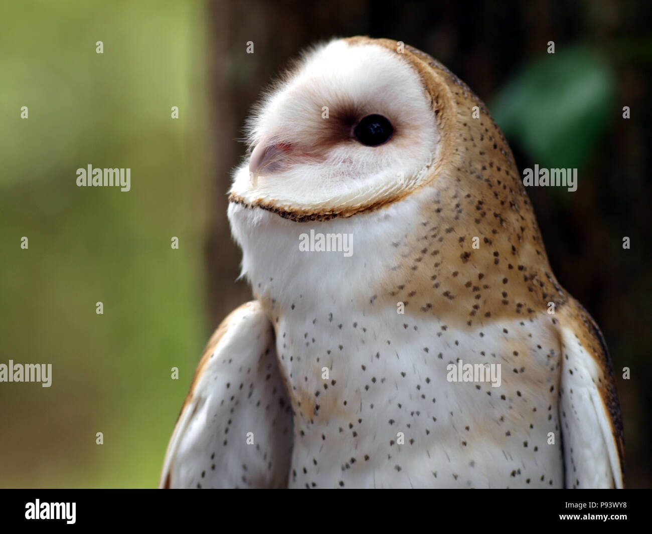 raptor owl eagle hawk kite vulture Stock Photo - Alamy