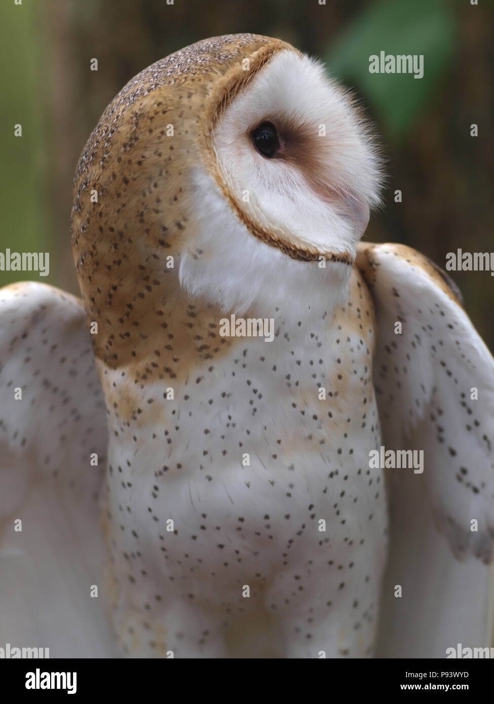 raptor owl eagle hawk kite vulture Stock Photo - Alamy