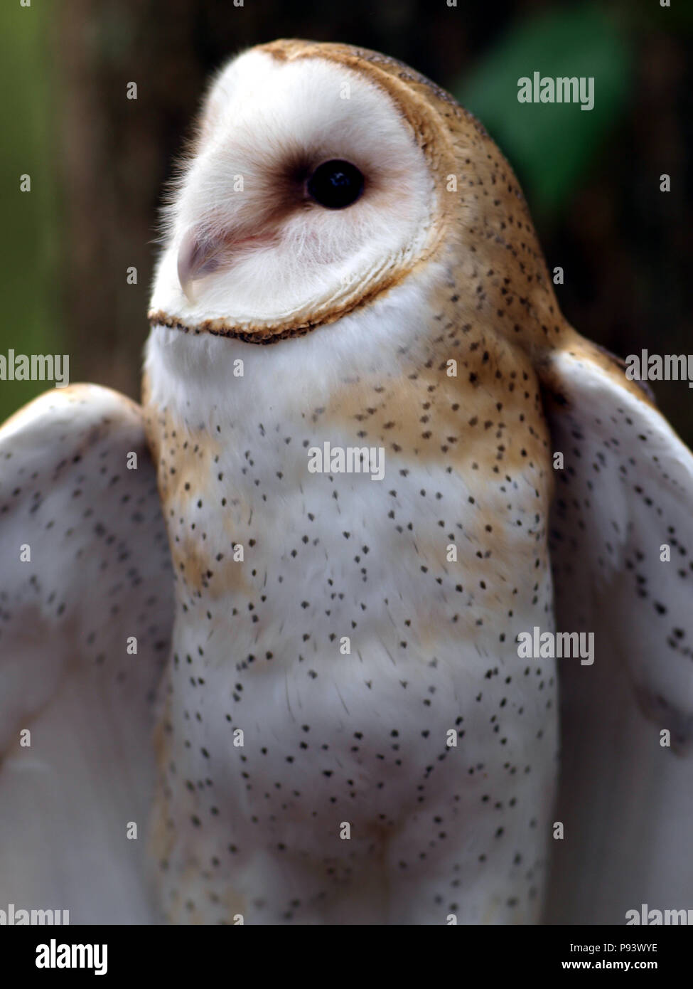 raptor owl eagle hawk kite vulture Stock Photo - Alamy