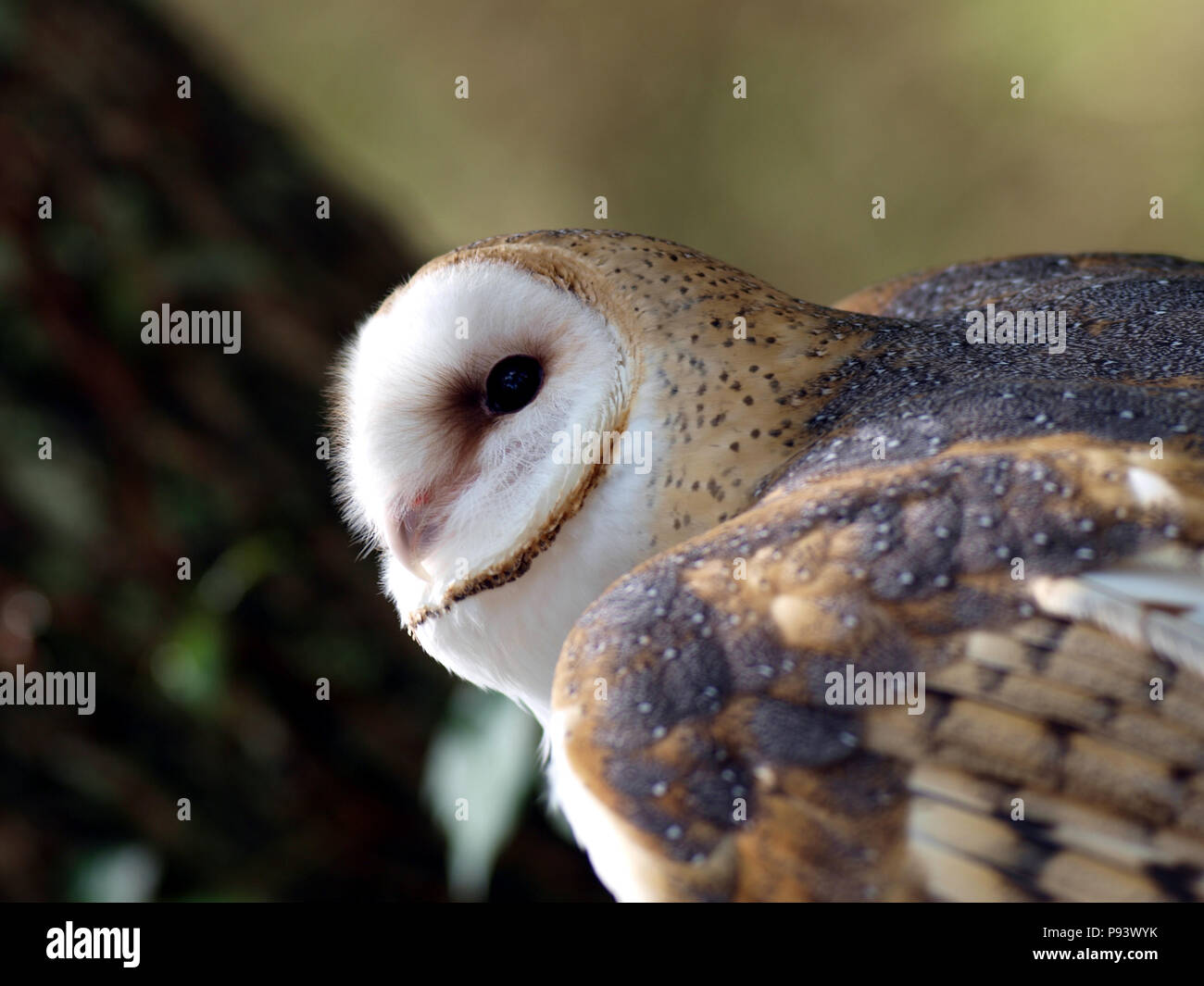 raptor owl eagle hawk kite vulture Stock Photo - Alamy