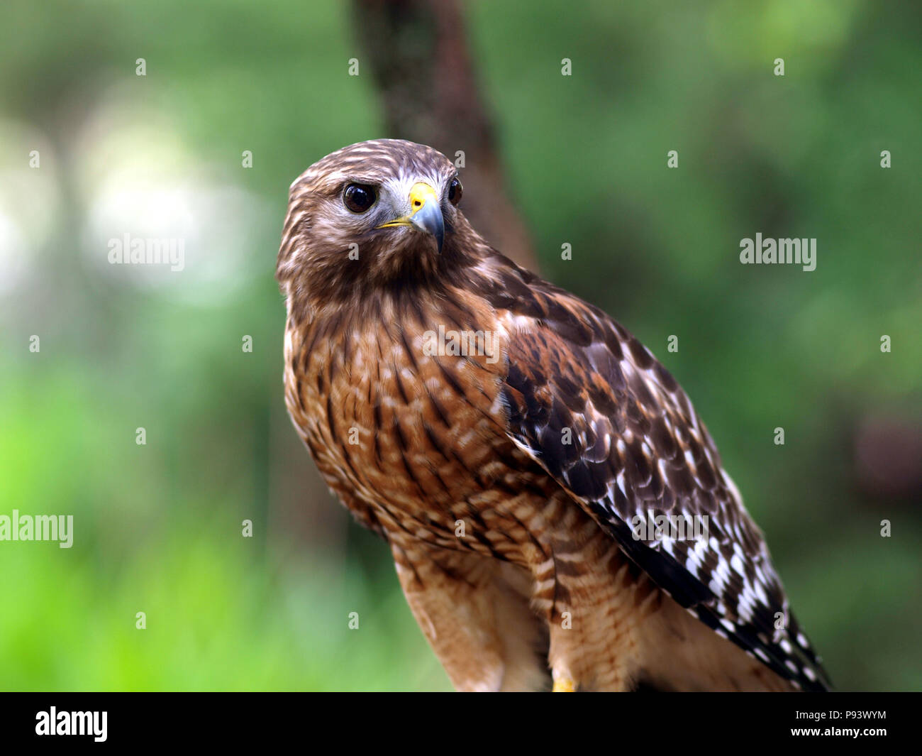 raptor owl eagle hawk kite vulture peregrine kestrel falconry falcon ...