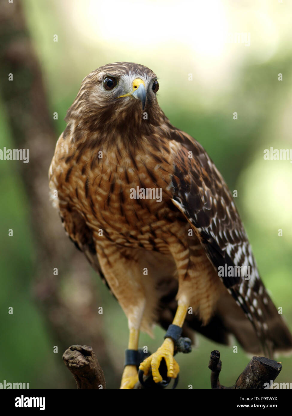raptor owl eagle hawk kite vulture peregrine kestrel falconry falcon ...