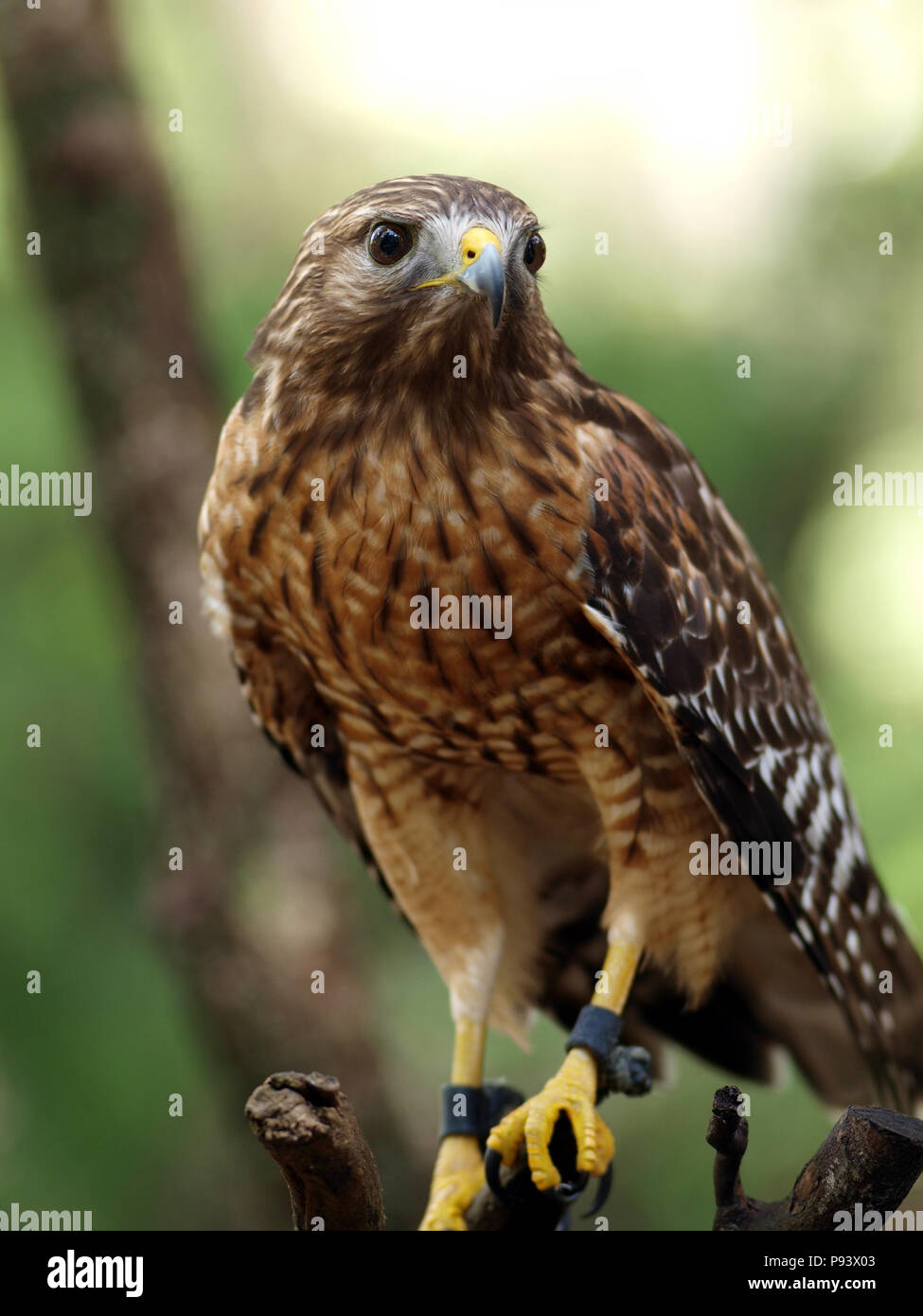Golden falcon hi-res stock photography and images - Alamy