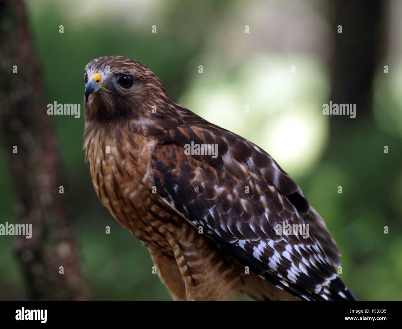 raptor owl eagle hawk kite vulture peregrine kestrel falconry falcon ...
