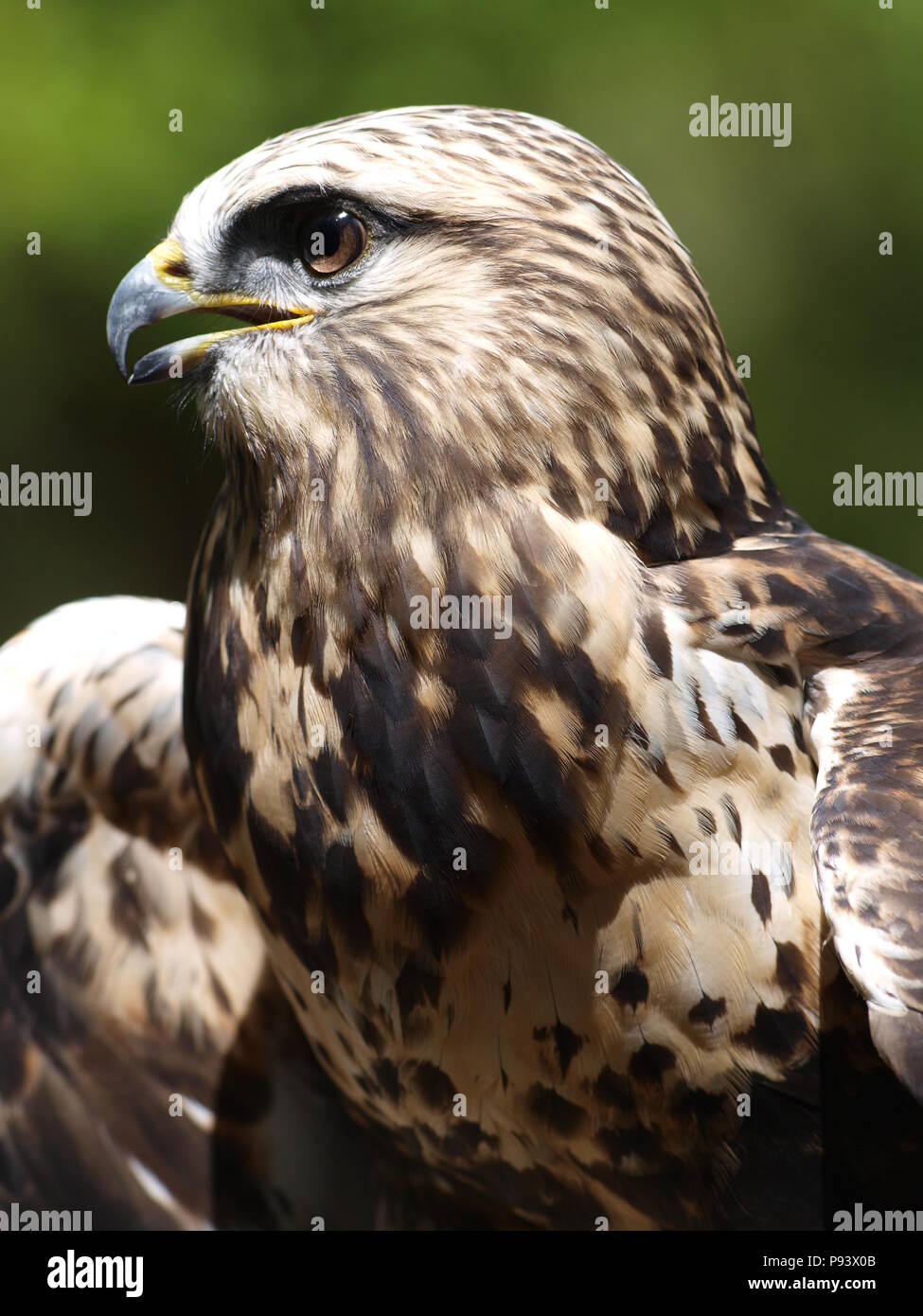 raptor owl eagle hawk kite vulture peregrine kestrel falconry falcon ...