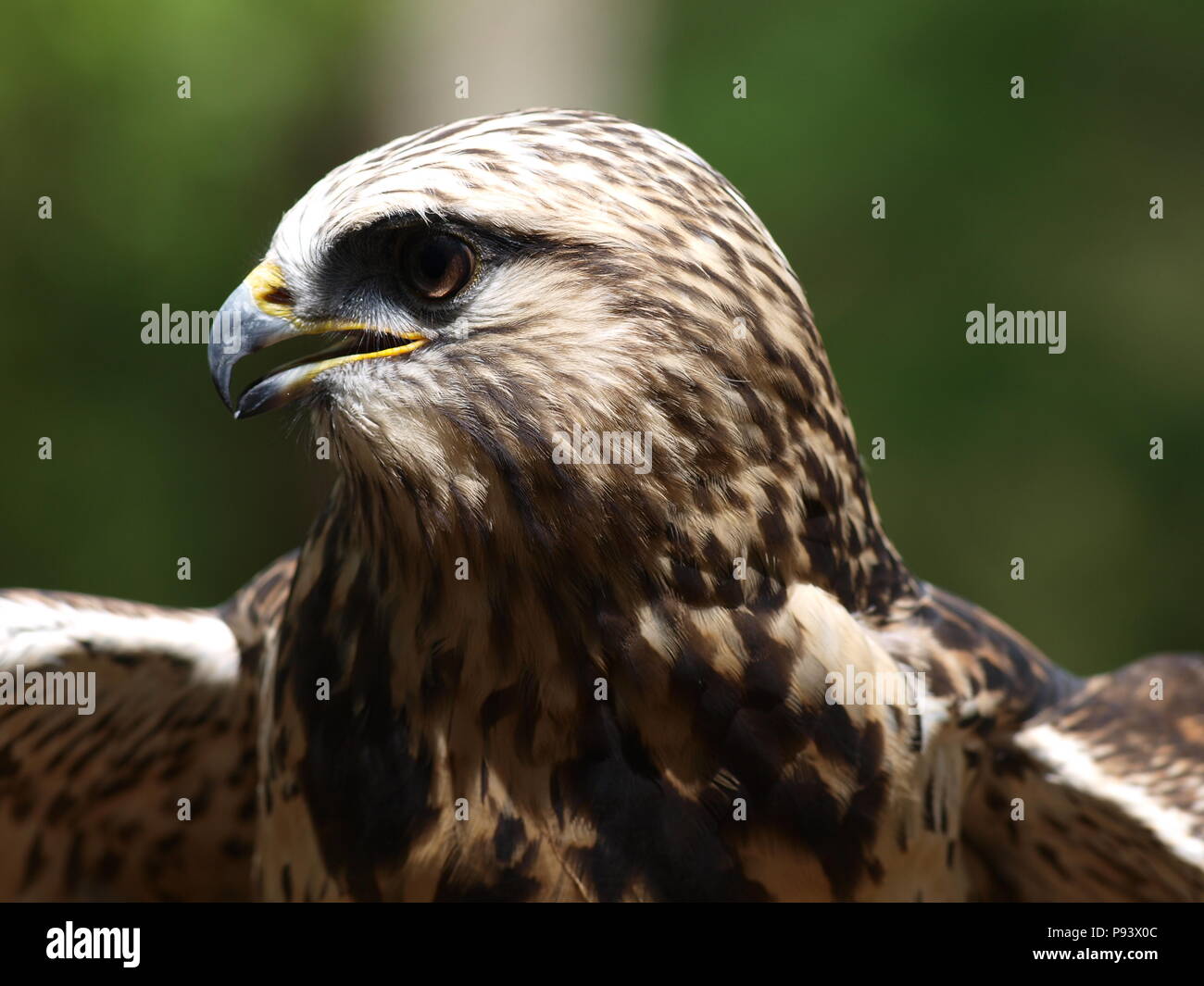 raptor owl eagle hawk kite vulture peregrine kestrel falconry falcon ...