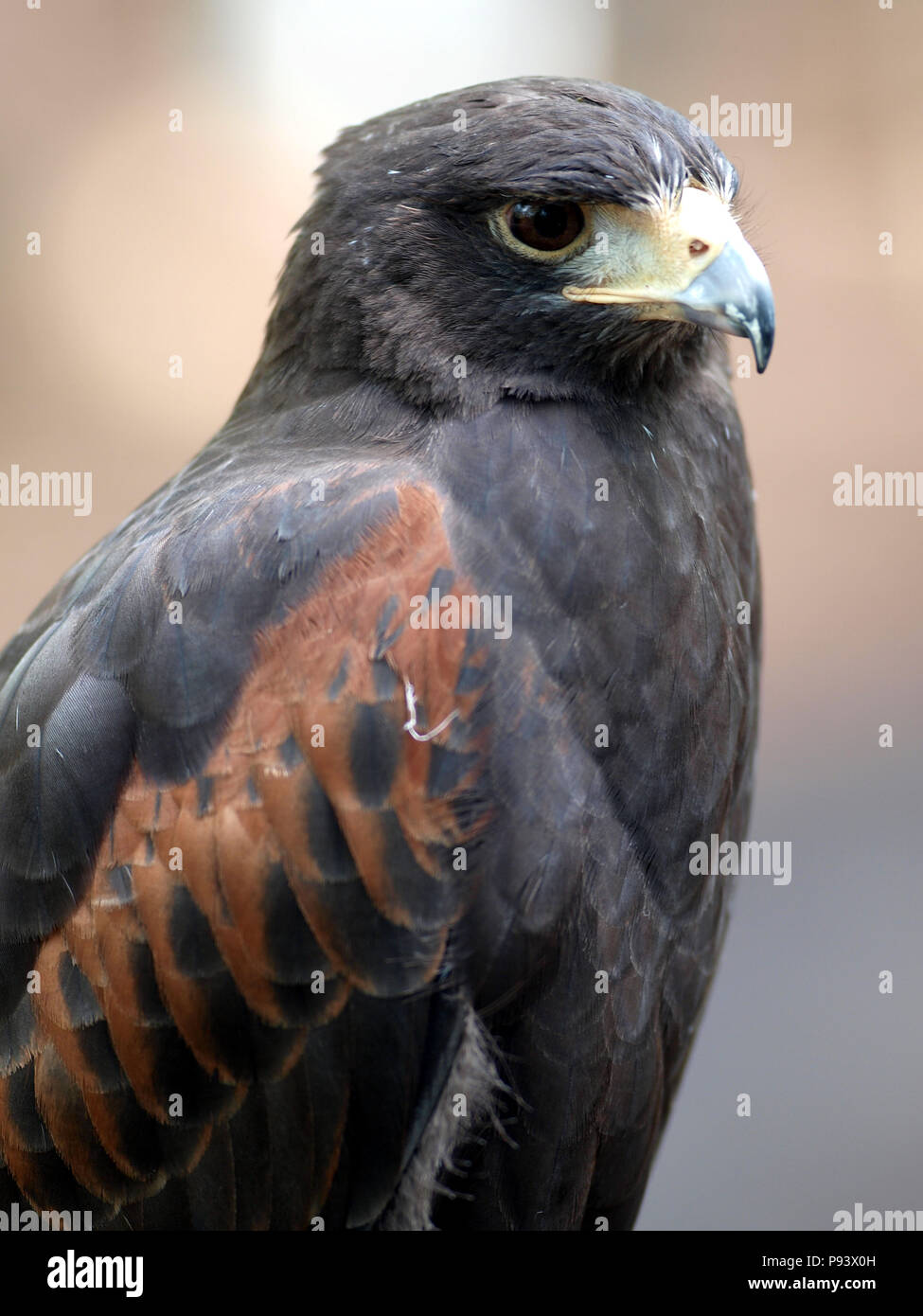 raptor owl eagle hawk kite vulture peregrine kestrel falconry falcon ...