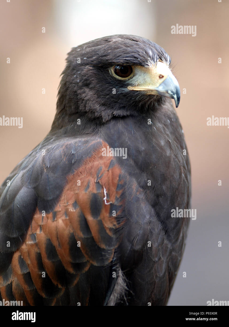 raptor owl eagle hawk kite vulture peregrine kestrel falconry falcon ...