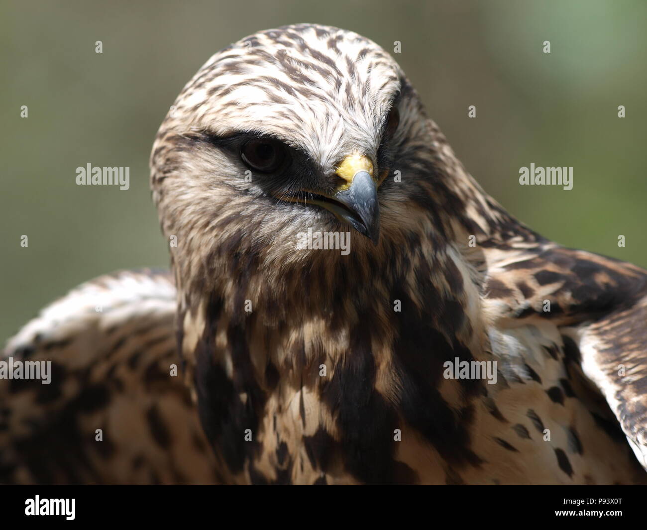 raptor owl eagle hawk kite vulture peregrine kestrel falconry falcon ...