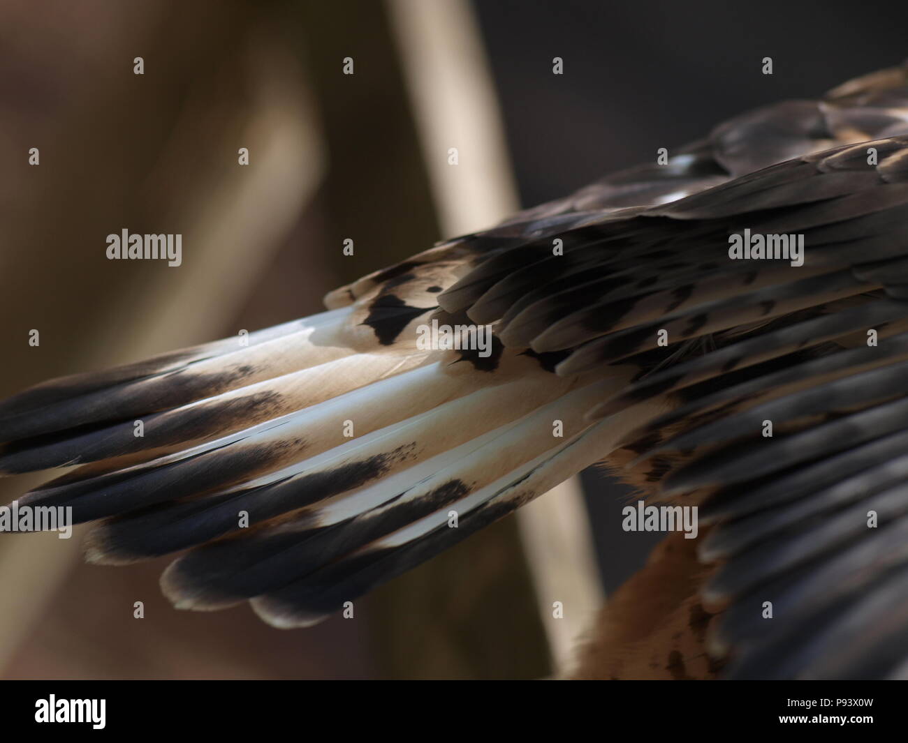 raptor owl eagle hawk kite vulture peregrine kestrel falconry falcon ...