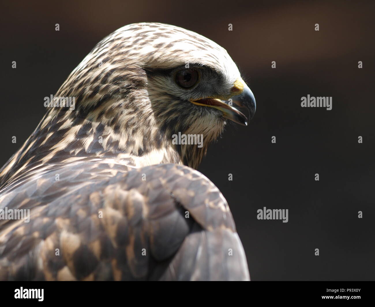 raptor owl eagle hawk kite vulture peregrine kestrel falconry falcon ...