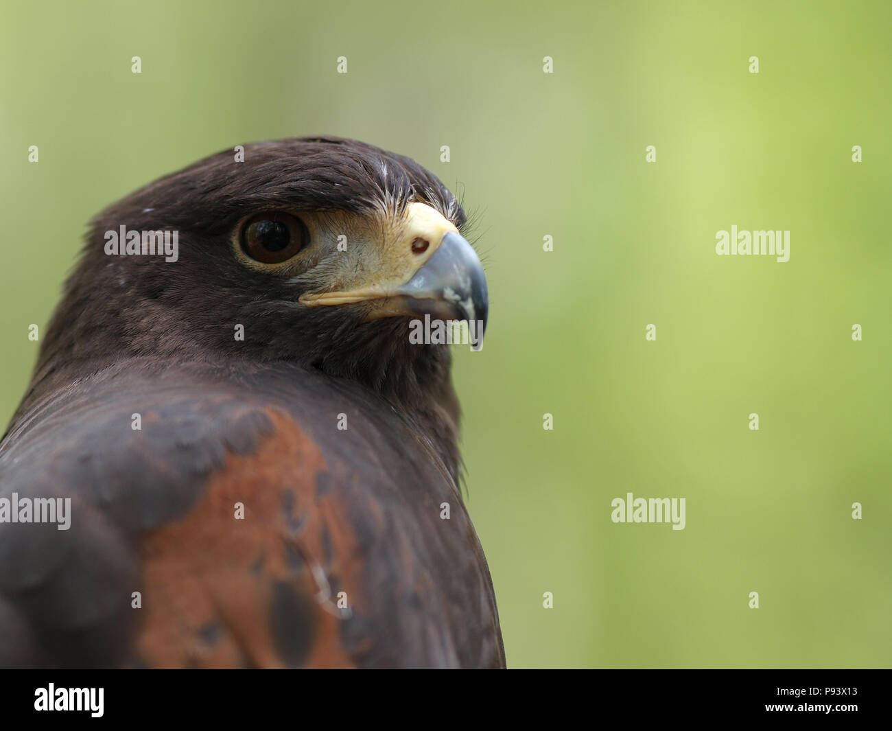 raptor owl eagle hawk kite vulture peregrine kestrel falconry falcon ...