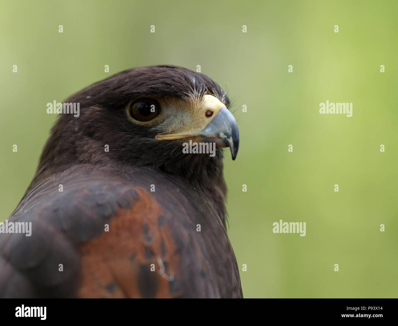 raptor owl eagle hawk kite vulture peregrine kestrel falconry falcon ...