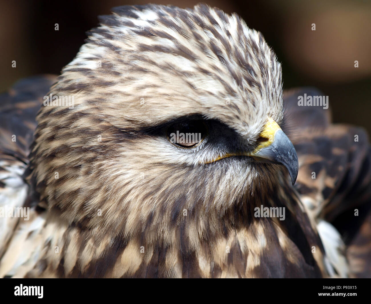raptor owl eagle hawk kite vulture peregrine kestrel falconry falcon ...