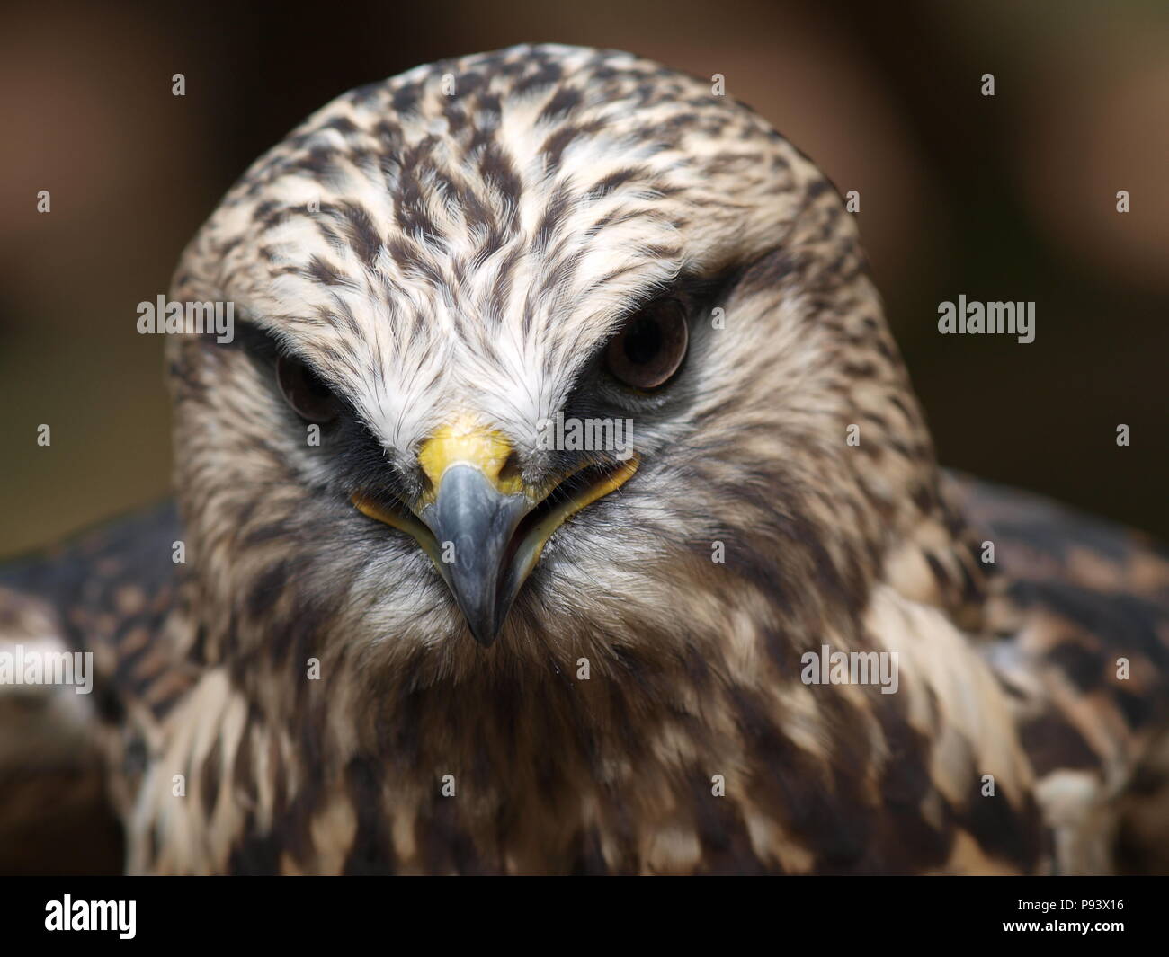 raptor owl eagle hawk kite vulture peregrine kestrel falconry falcon ...