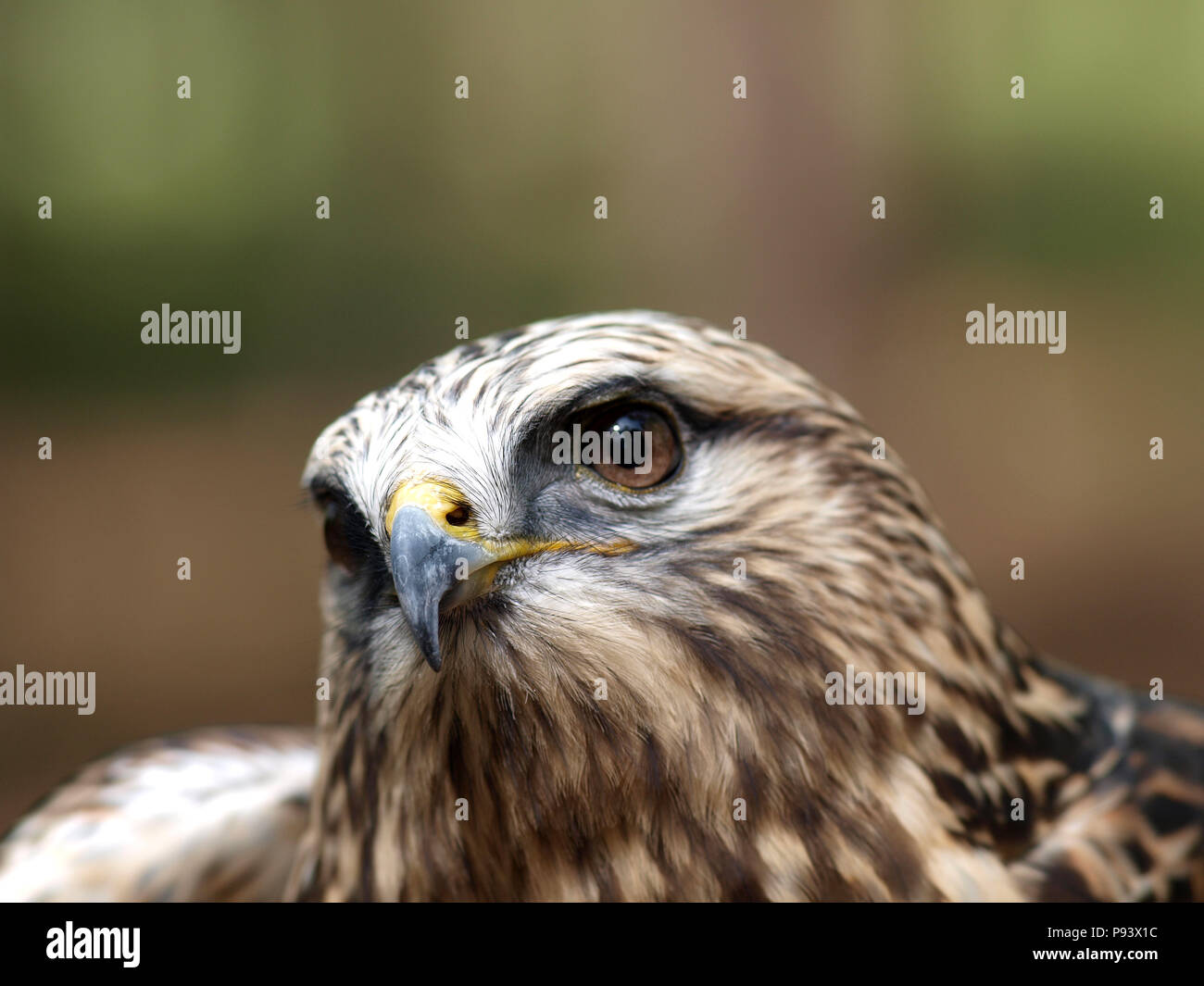 raptor owl eagle hawk kite vulture peregrine kestrel falconry falcon ...