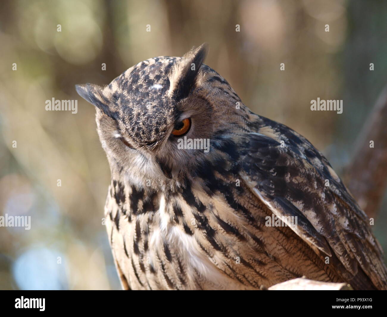 raptor owl eagle hawk kite vulture Stock Photo - Alamy