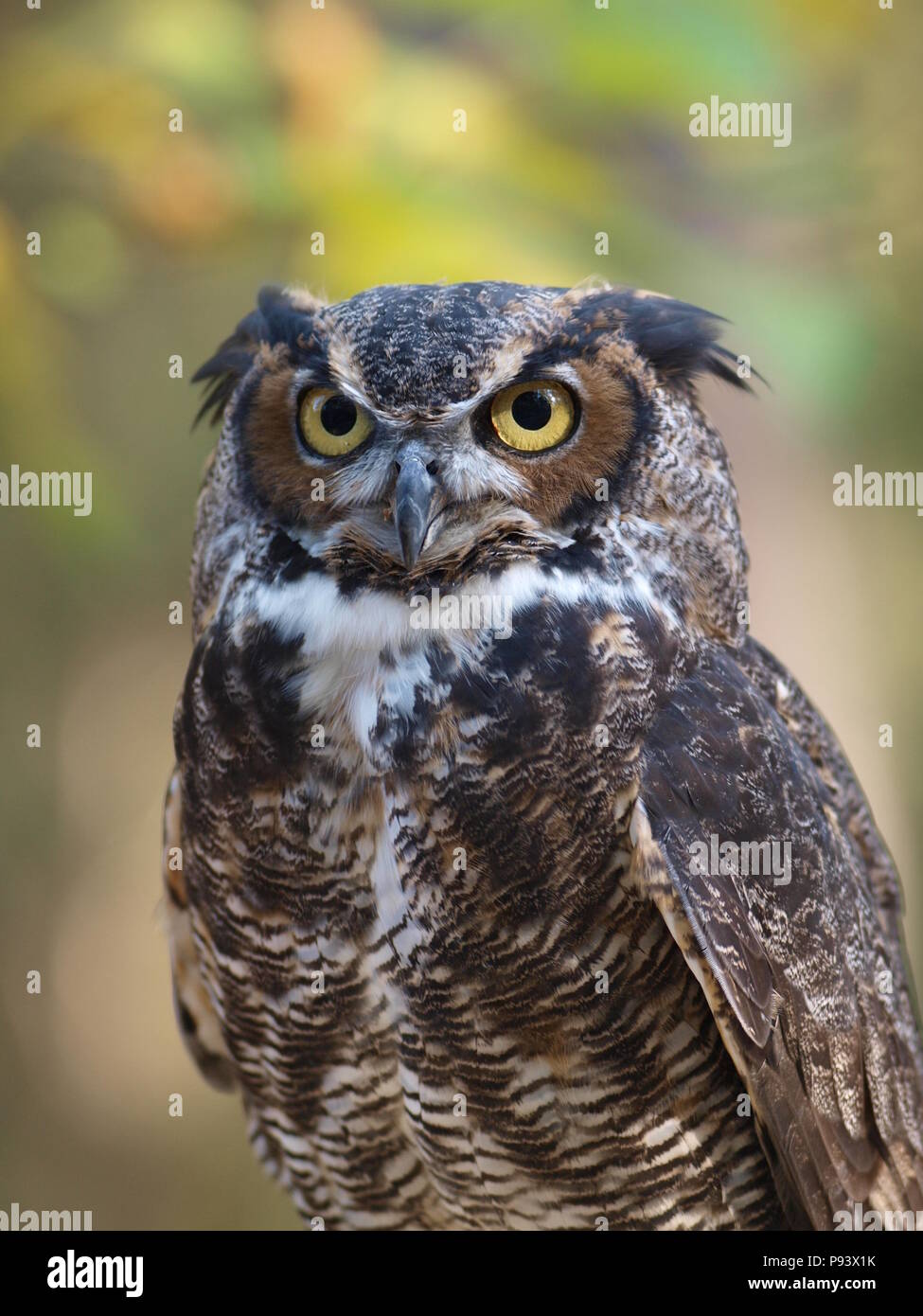 raptor owl eagle hawk kite vulture Stock Photo - Alamy