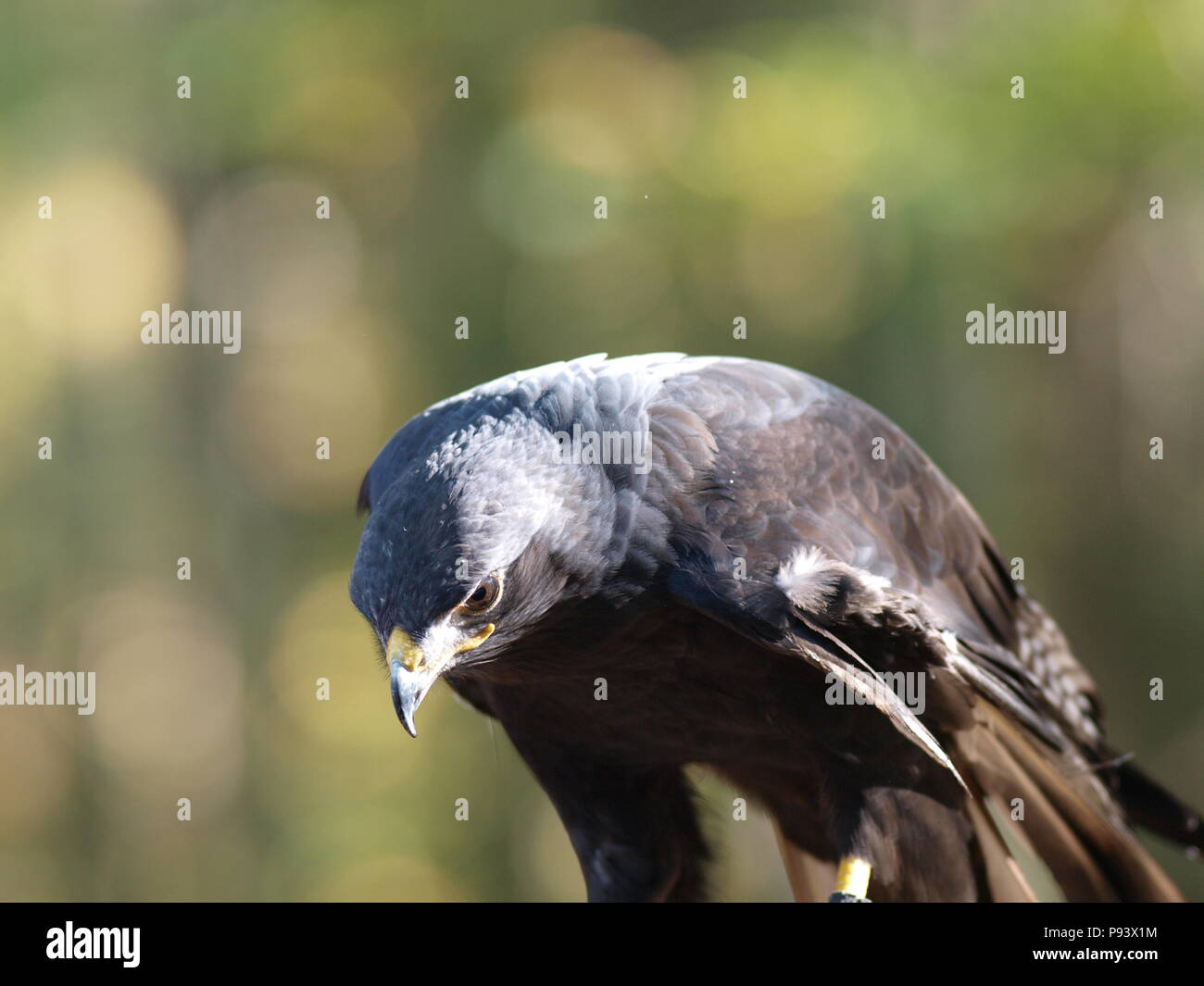 raptor owl eagle hawk kite vulture peregrine kestrel falconry falcon ...